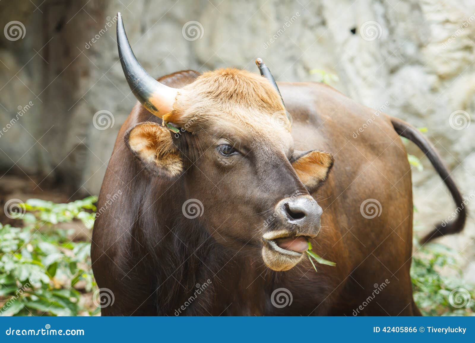 Gaur stock photo. Image of wildlife, wild, fauna, asia - 42405866