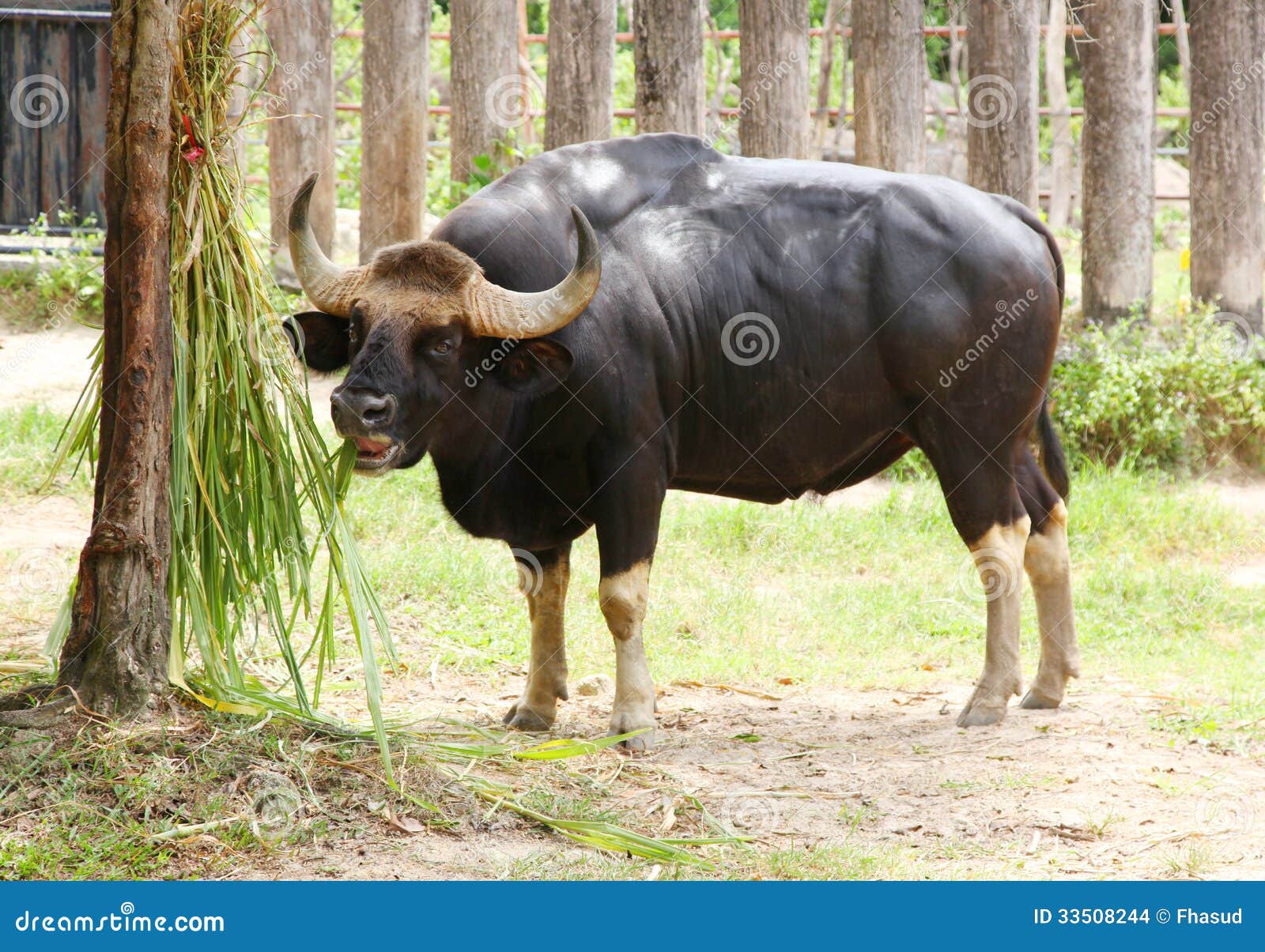 Gaur eatting food stock photo. Image of mammal, animal - 33508244