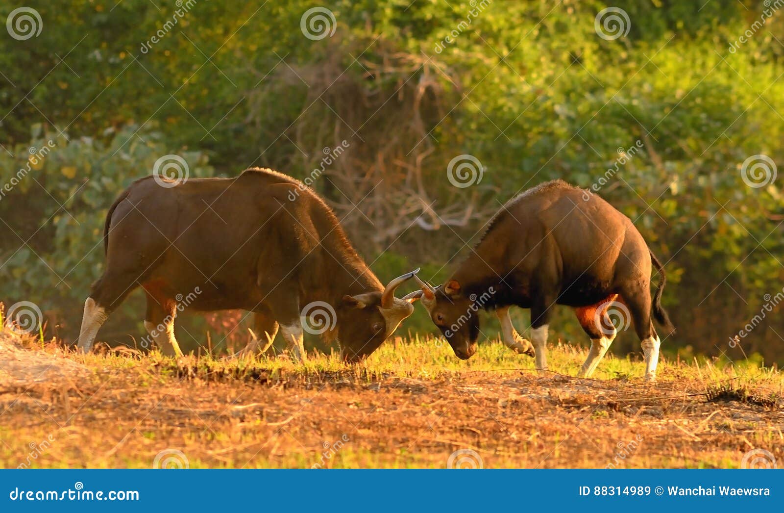 Gaur fighting stock image. Image of meadow, tree, asia - 88314989