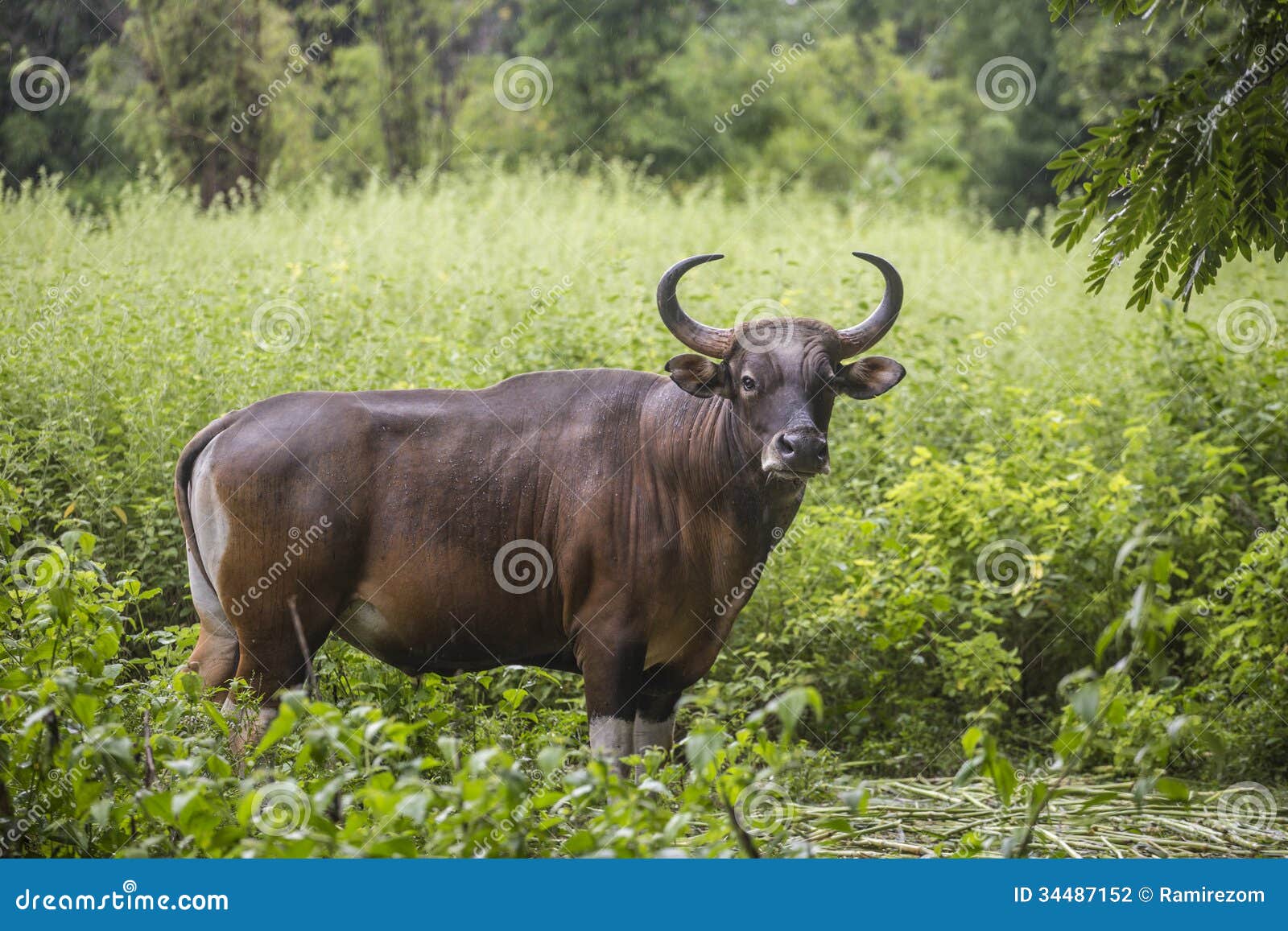 Gaur stock photo. Image of muscle, mammal, grass, group - 34487152