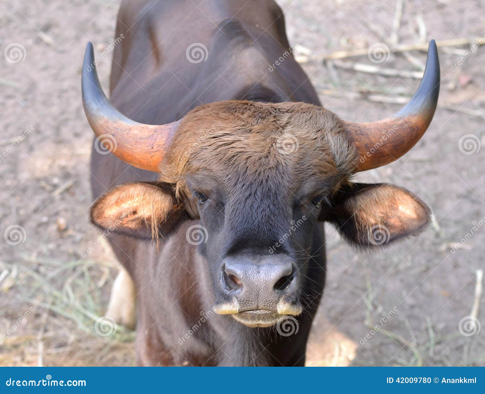 Gaur head stock photo. Image of mammal, large, indian - 42009780