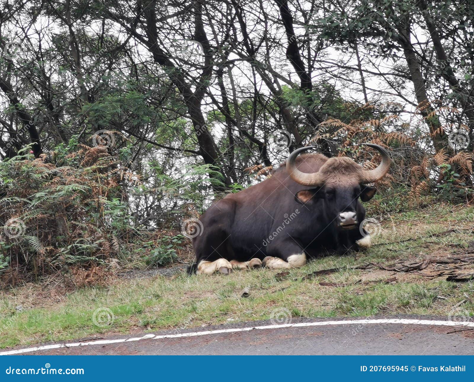 Gaur, Indian Bison,Bos Gaurus Resting in Forest Near the Highway ...