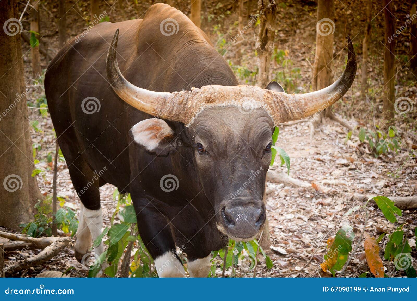 Gaur or Indian Bison in the Forest Stock Image - Image of bison, black ...