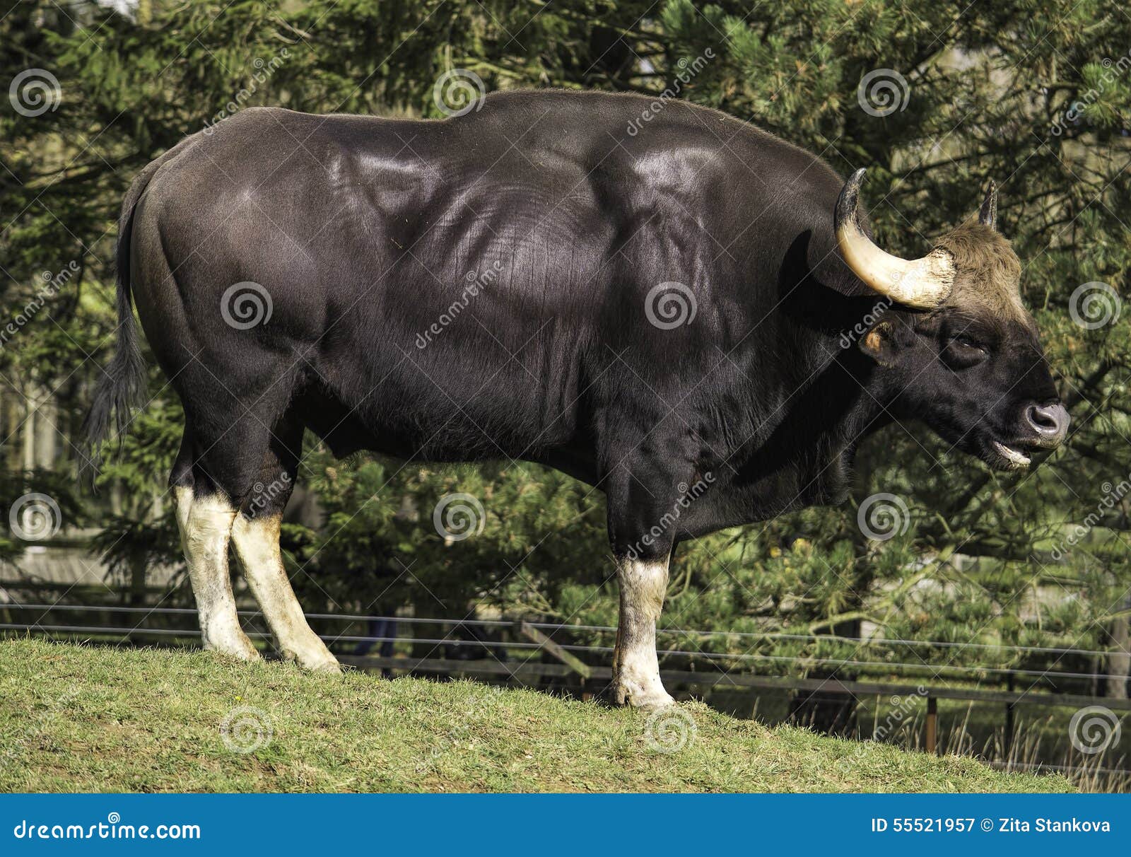 Gaur or indian bison stock image. Image of indian, mammal - 55521957