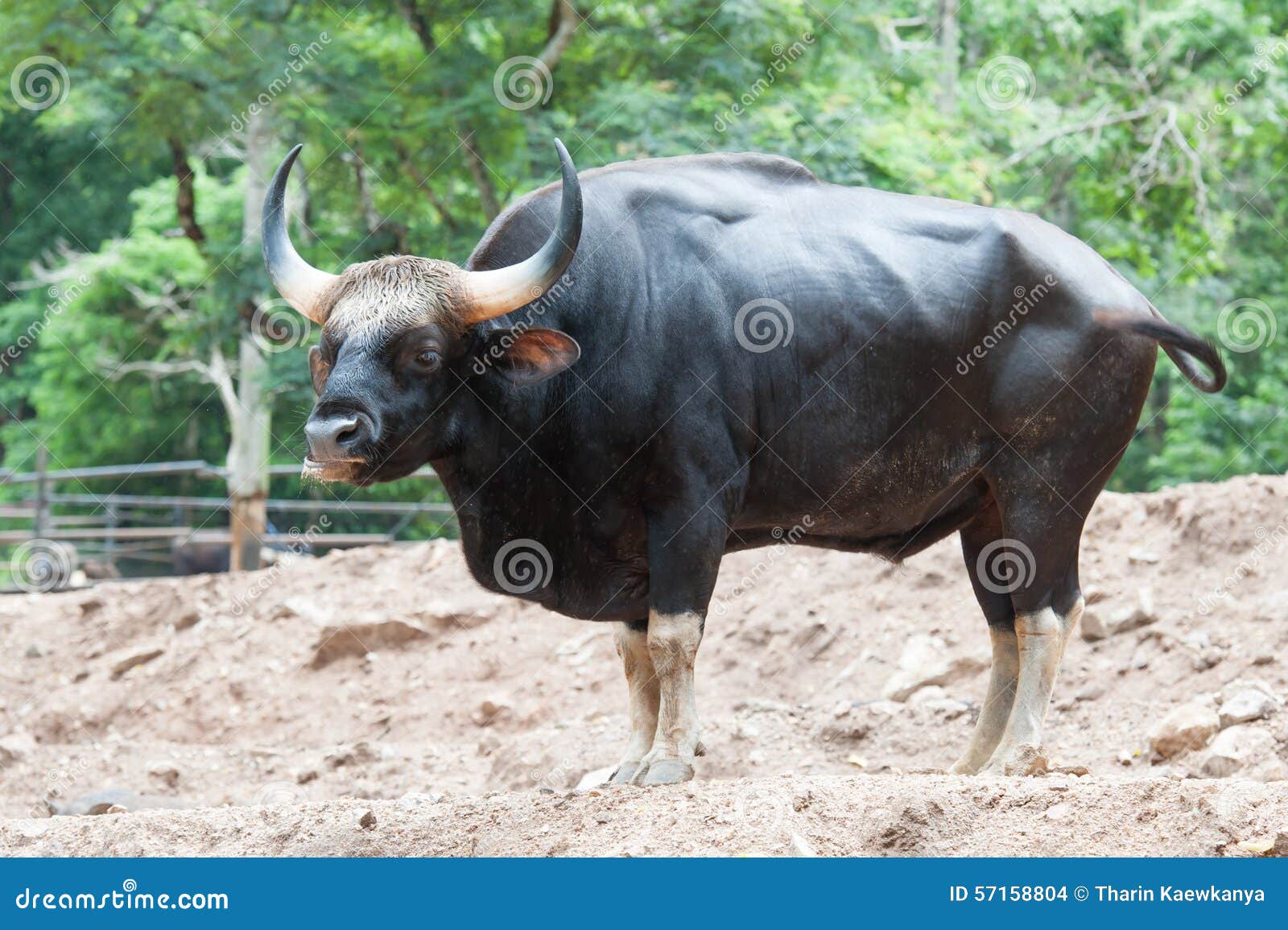 Gaur stock photo. Image of indian, asian, strong, mammal - 57158804