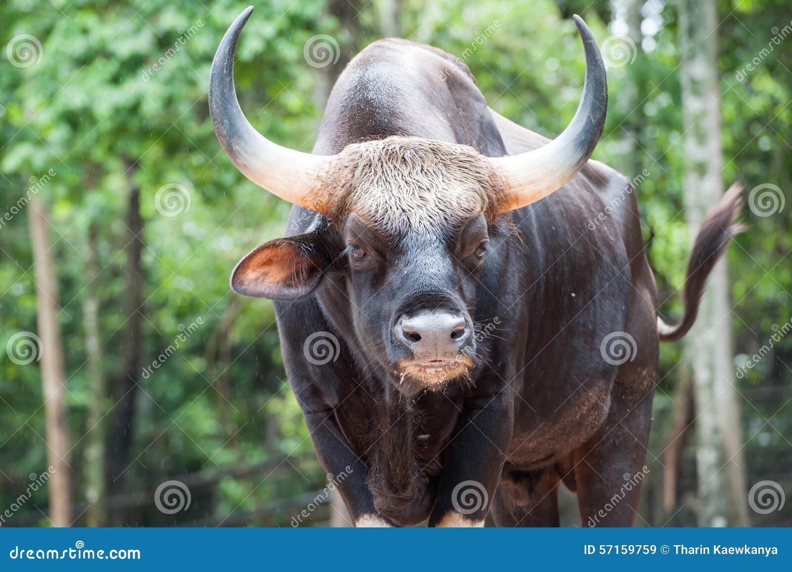 Gaur stock image. Image of bovine, heavy, wildlife, wild - 57159759