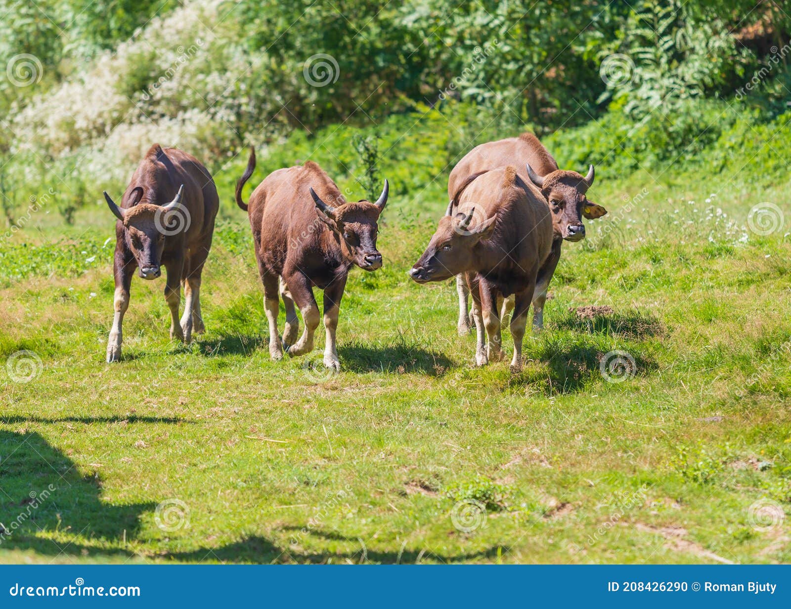 Gaur in Indian - Bos Gaurus - a Group of Four Pieces Standing in a ...
