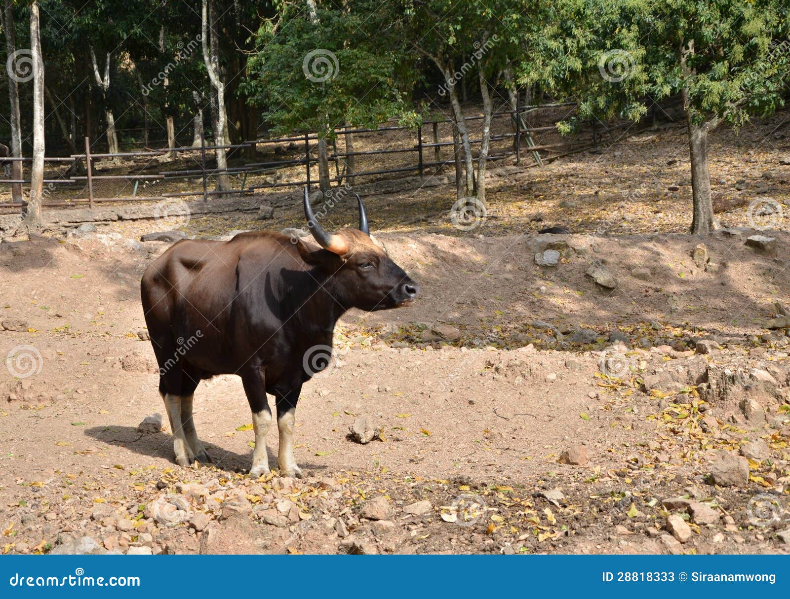 Gaur, Jaint Black Bull in Rainforest Stock Image - Image of creature ...