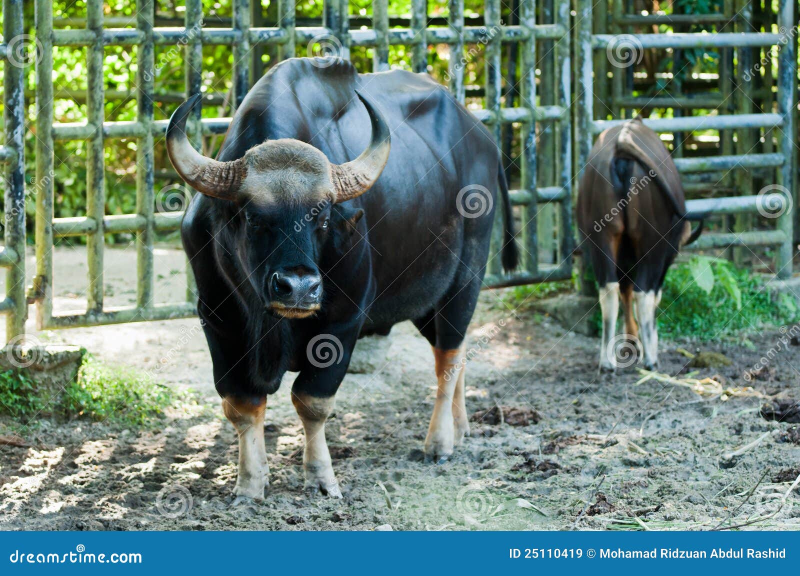 Gaur Malayan imagem de stock. Imagem de malaio, captiveiro - 25110419