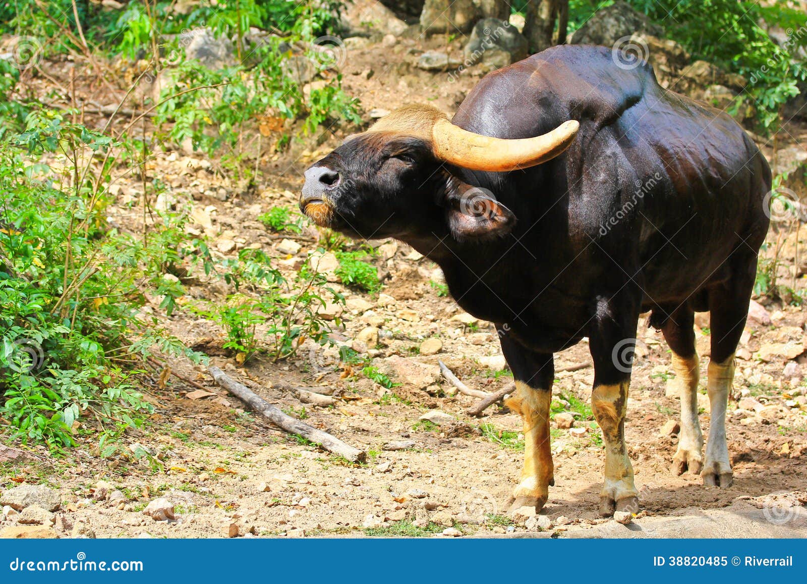 Gaur o bos gaurus immagine stock. Immagine di bisonte - 38820485