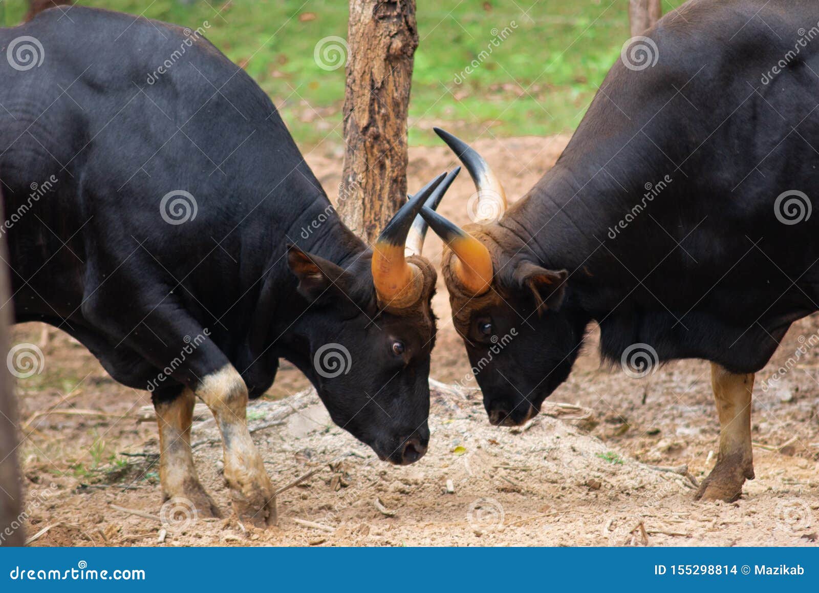 Gaur stock photo. Image of india, herbivore, bull, captivity - 155298814