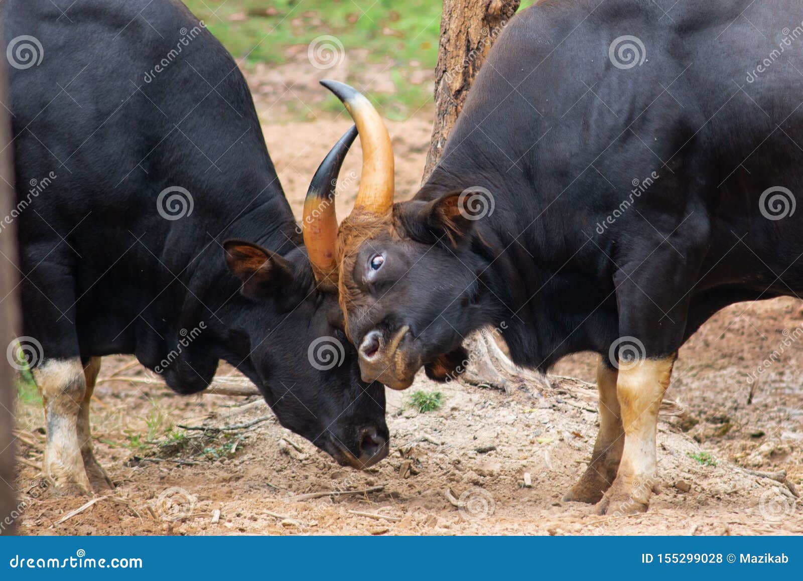 Gaur stock photo. Image of india, heavy, bovine, dark - 155299028