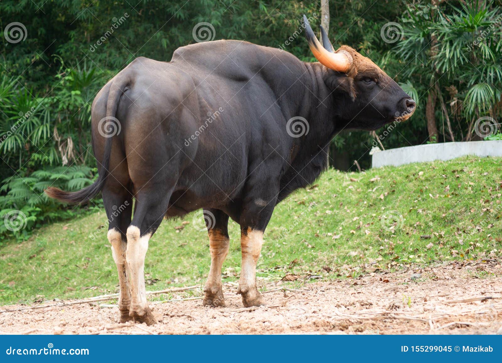 Gaur stock image. Image of bull, bison, indian, jungle - 155299045