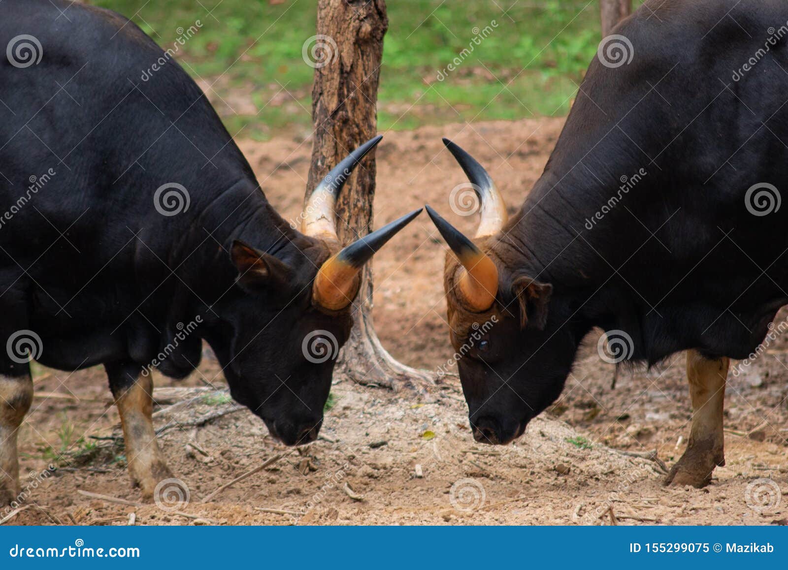 Gaur stock image. Image of adult, herbivore, forest - 155299075