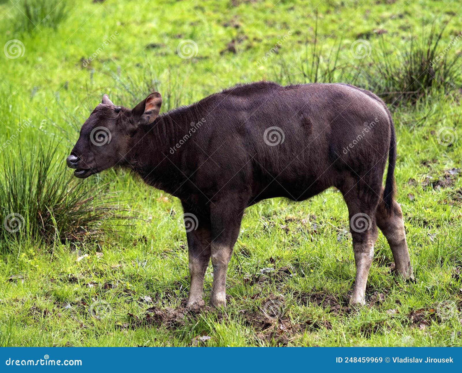 The Gaur`s Largest Tur, Bos G. Gaurus, Grazes on Green Grass Stock ...