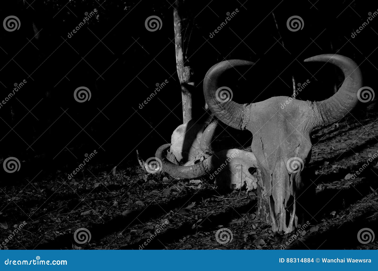Gaur skull stock photo. Image of rural, bison, meadow - 88314884