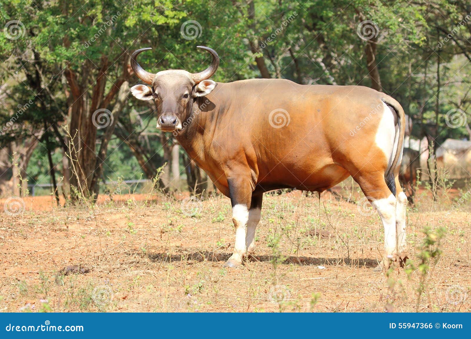 Gaur stock photo. Image of endangered, fauna, mammal - 55947366
