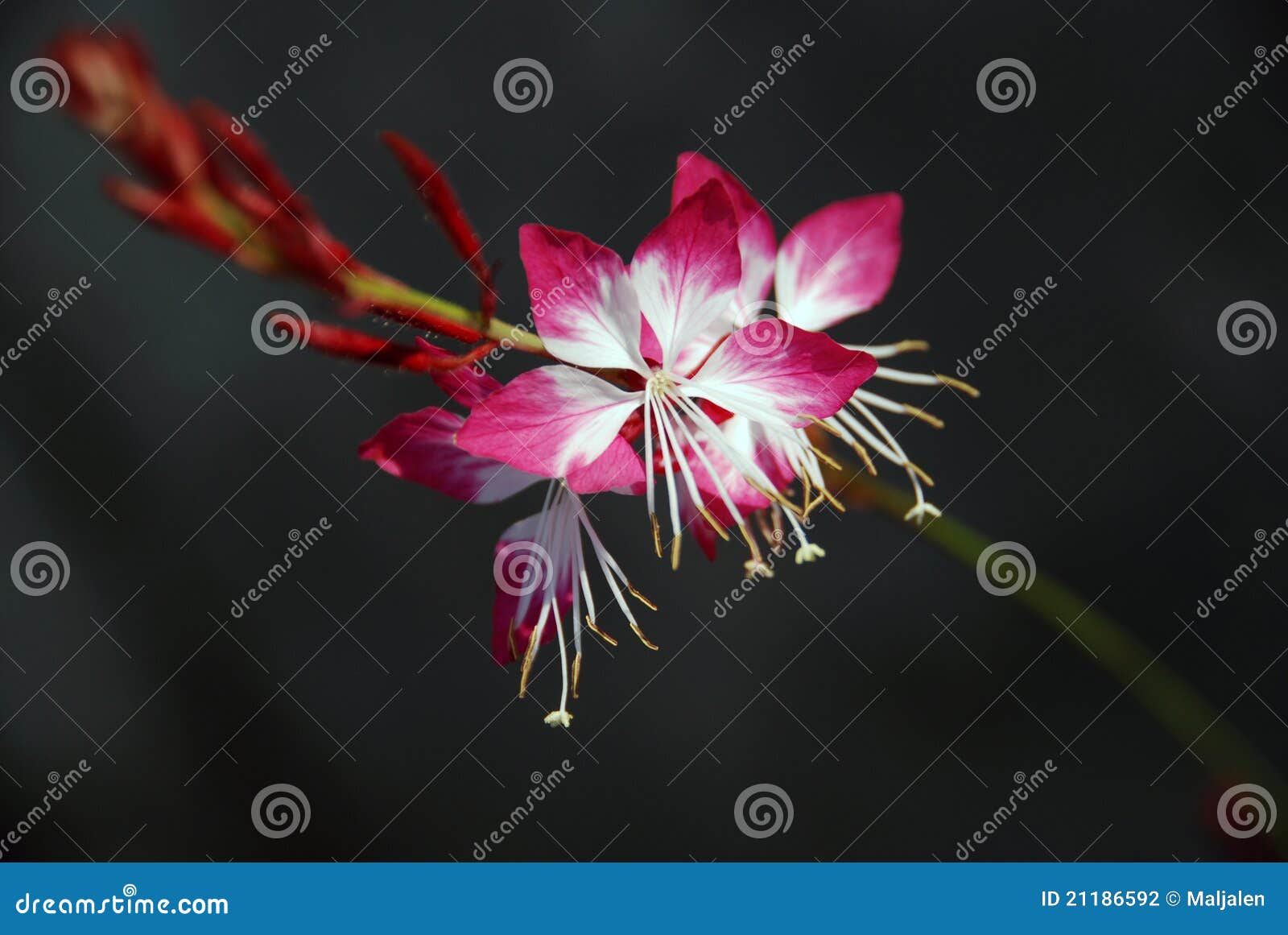 Gaura stock photo. Image of copy, decorative, gaura, flowers - 21186592