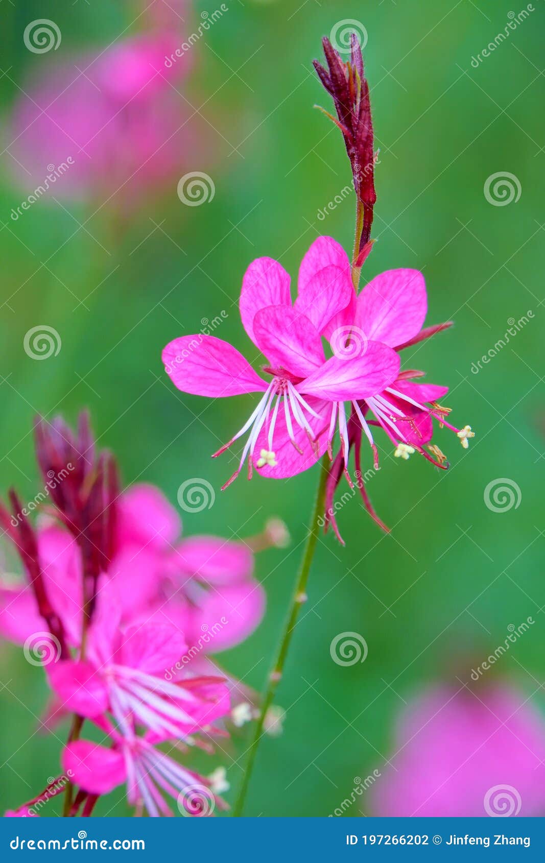 Gaura Lindheimeri Royalty-Free Stock Photography | CartoonDealer.com ...