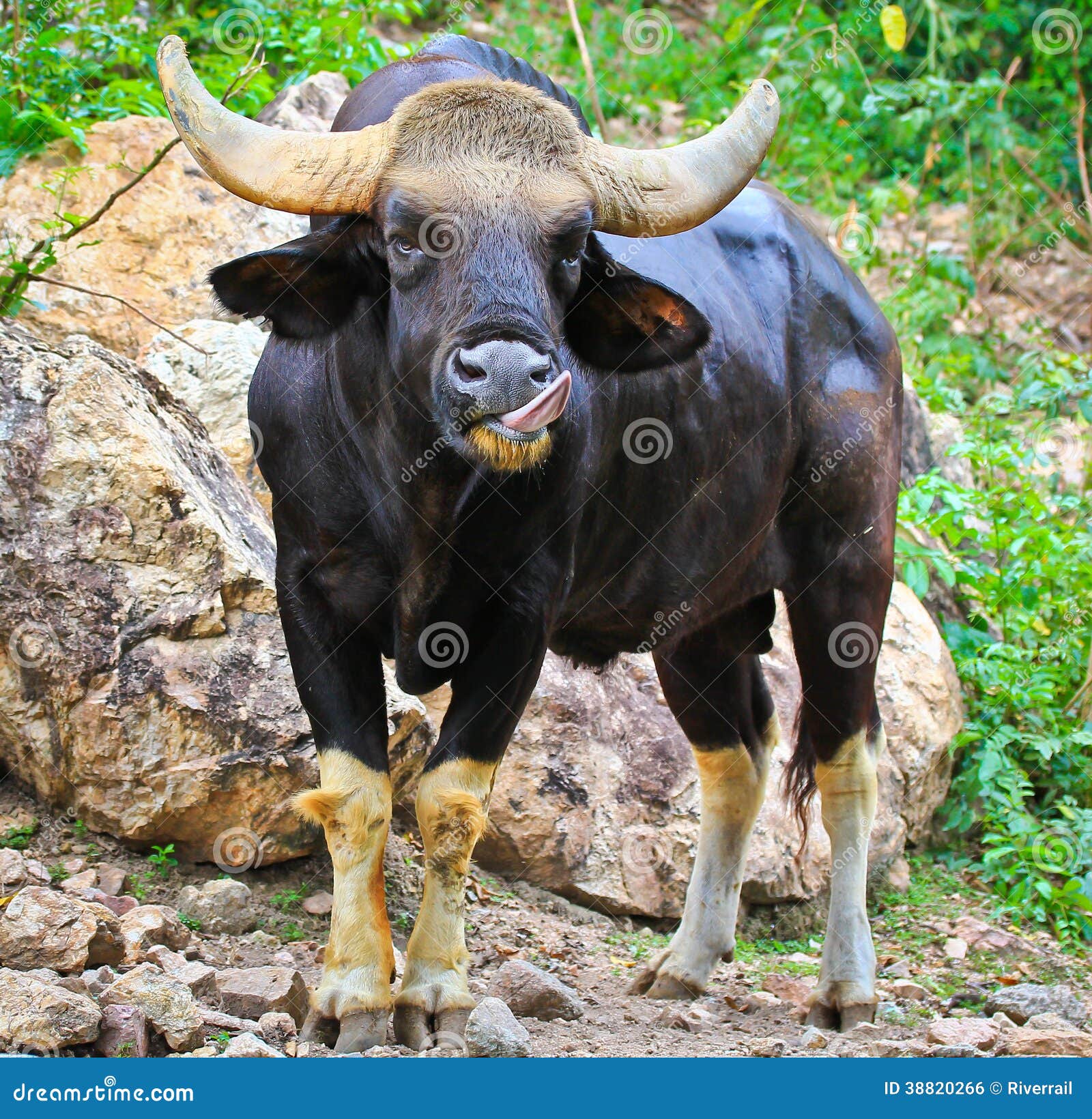 Gaurus de Gaur ou de Bos foto de stock. Imagem de reserva - 38820266