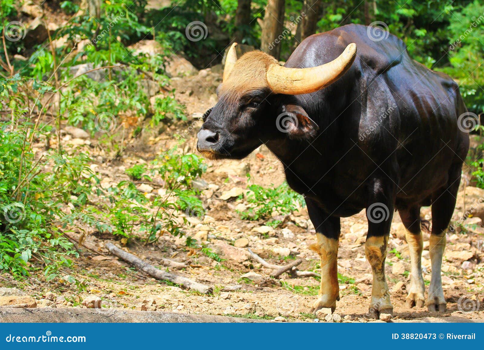 Gaurus de Gaur ou de Bos imagem de stock. Imagem de dirigiu - 38820473