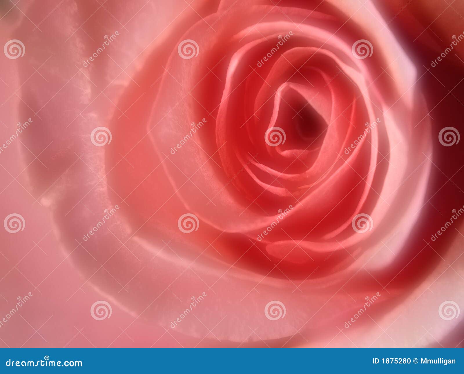Gaussian Pink Rose stock photo. Image of pink, present - 1875280