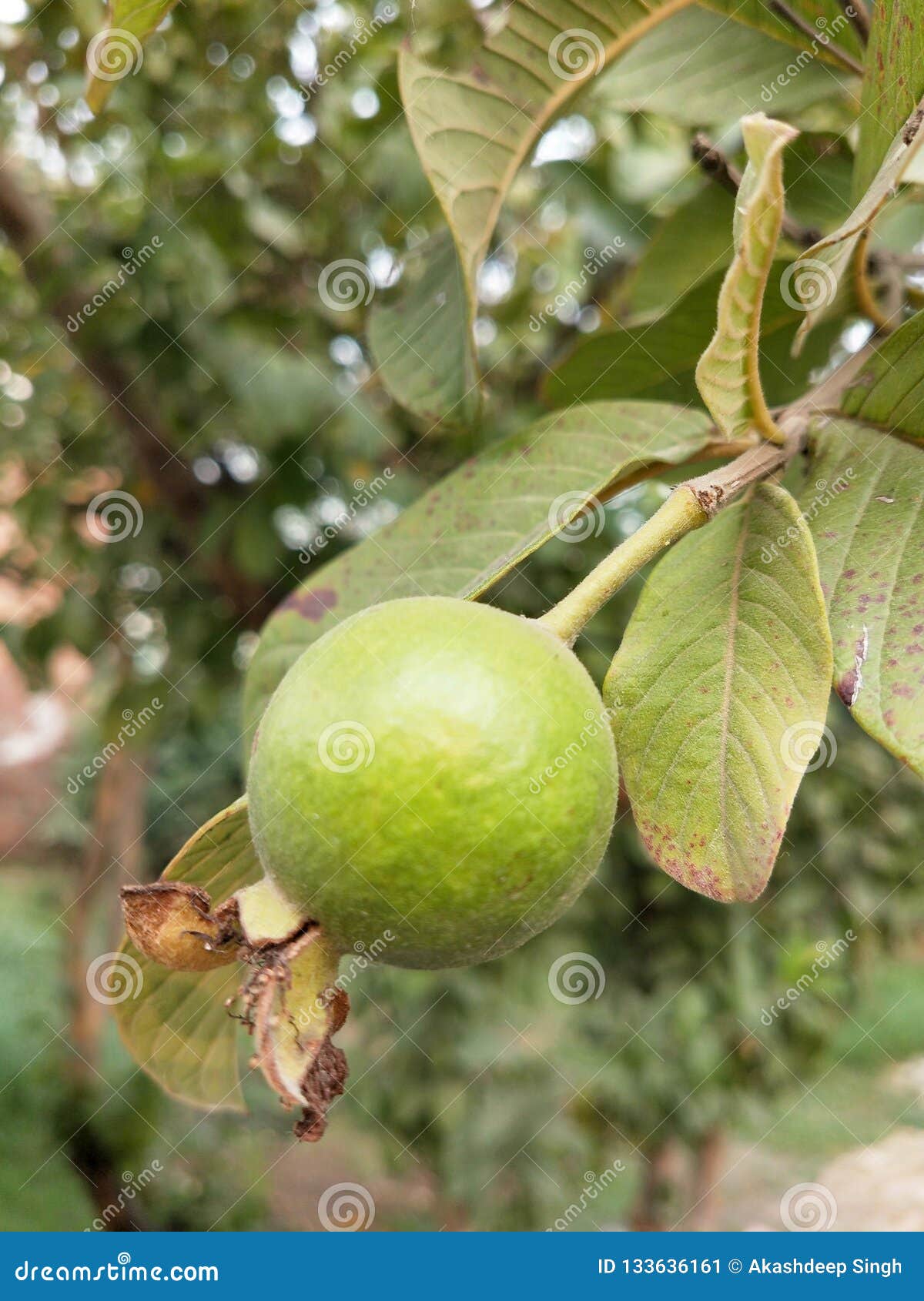 Gauva stock image. Image of nature, beauty, gauva, plant - 133636161