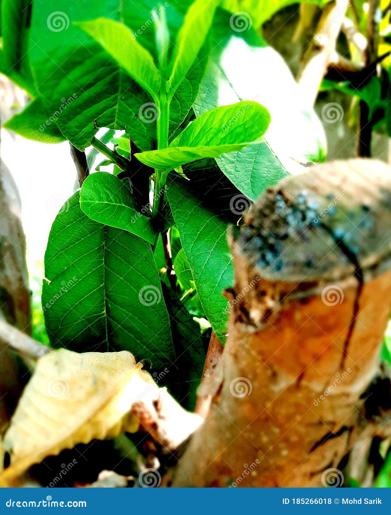 This is Gavava half tree . stock photo. Image of stand - 185266018