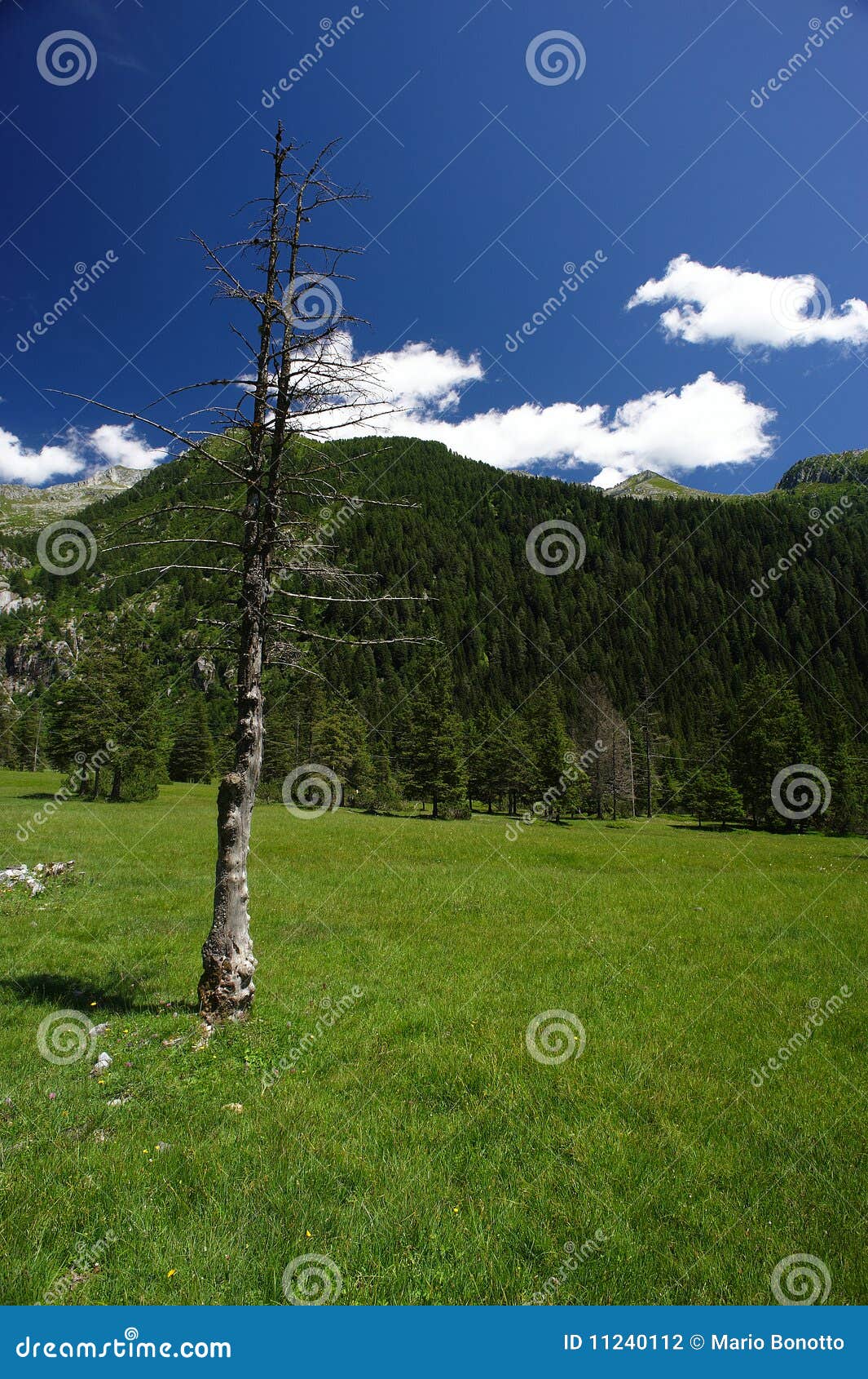 Gaver foto de archivo. Imagen de valle, hierba, paseo - 11240112