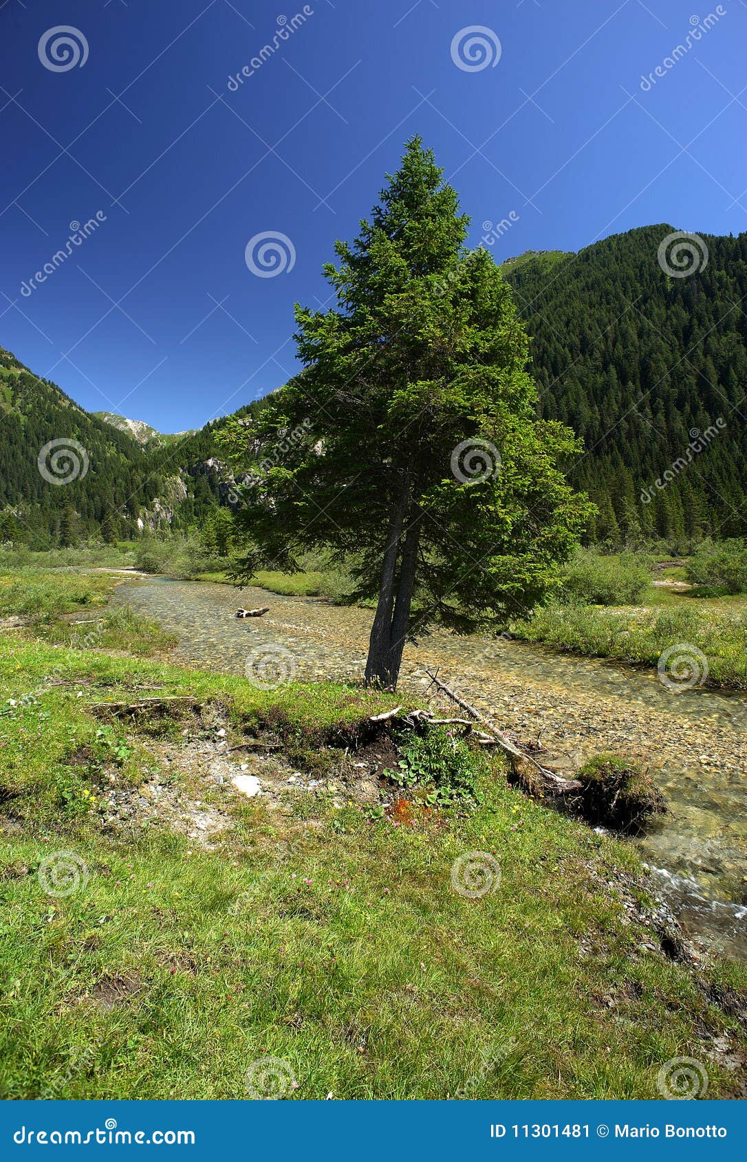 Gaver stock image. Image of wilderness, leaf, torrent - 11301481