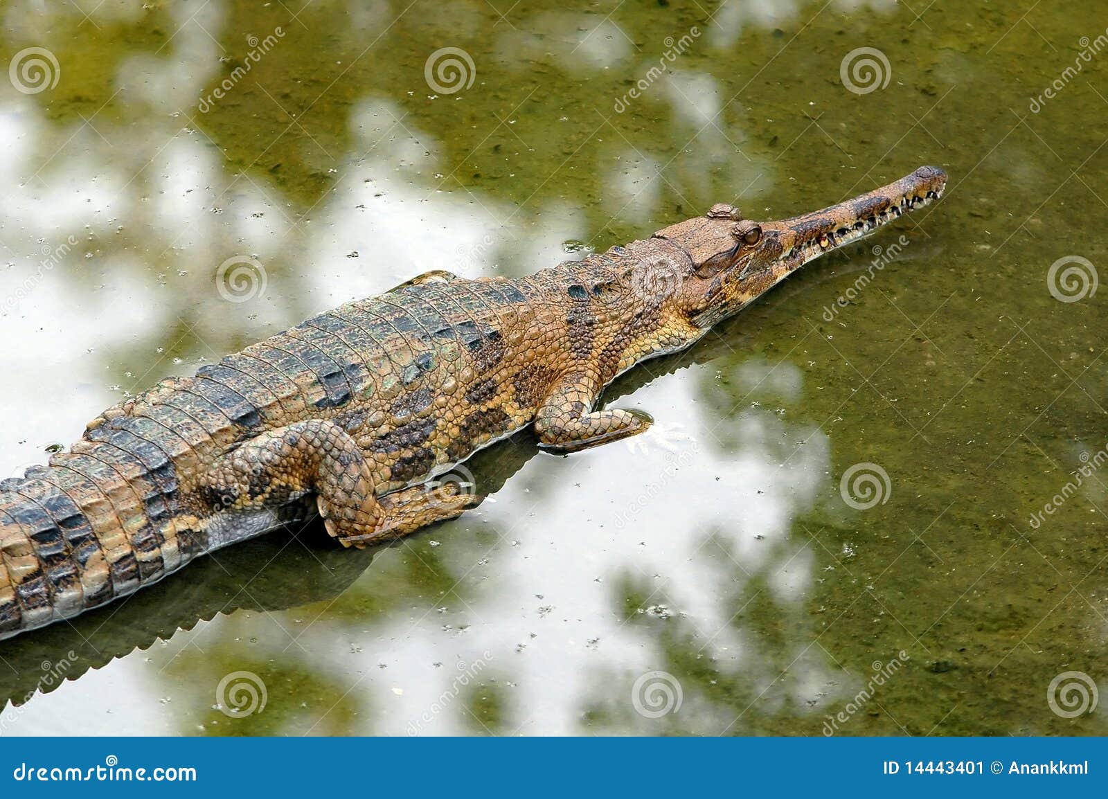 Gavial stock image. Image of creeper, tooth, toothed - 14443401