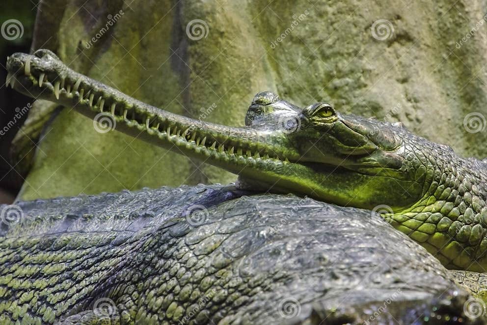Gavial stock photo. Image of crocodile, gavialisgangeticum - 37696224