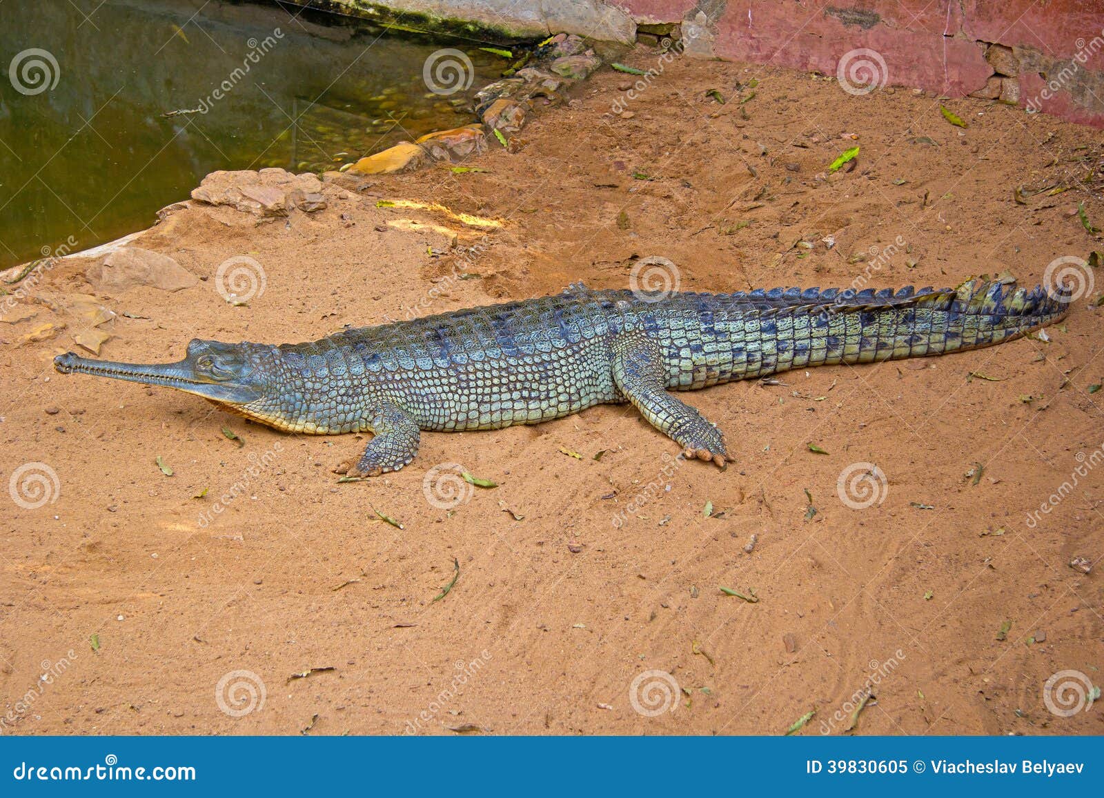 Gavial fotografering för bildbyråer. Bild av zoologiskt - 39830605