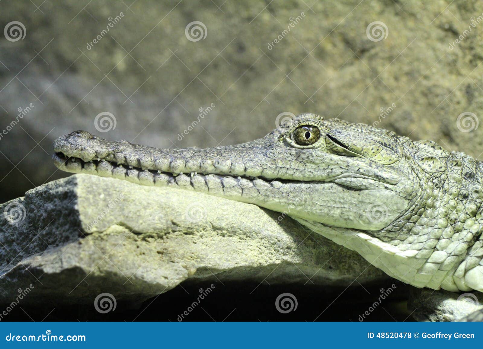 Gavial photo stock. Image du alligator, repos, bouche - 48520478