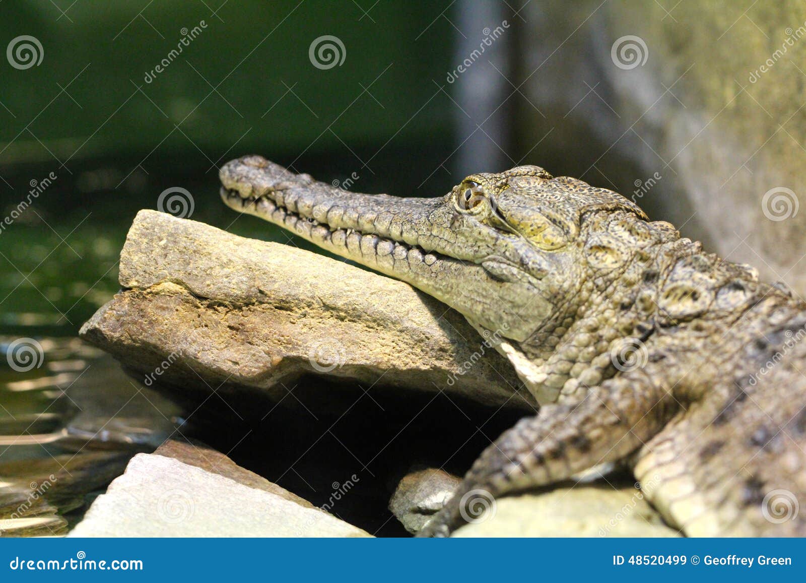 Gavial image stock. Image du animal, alligator, repos - 48520499