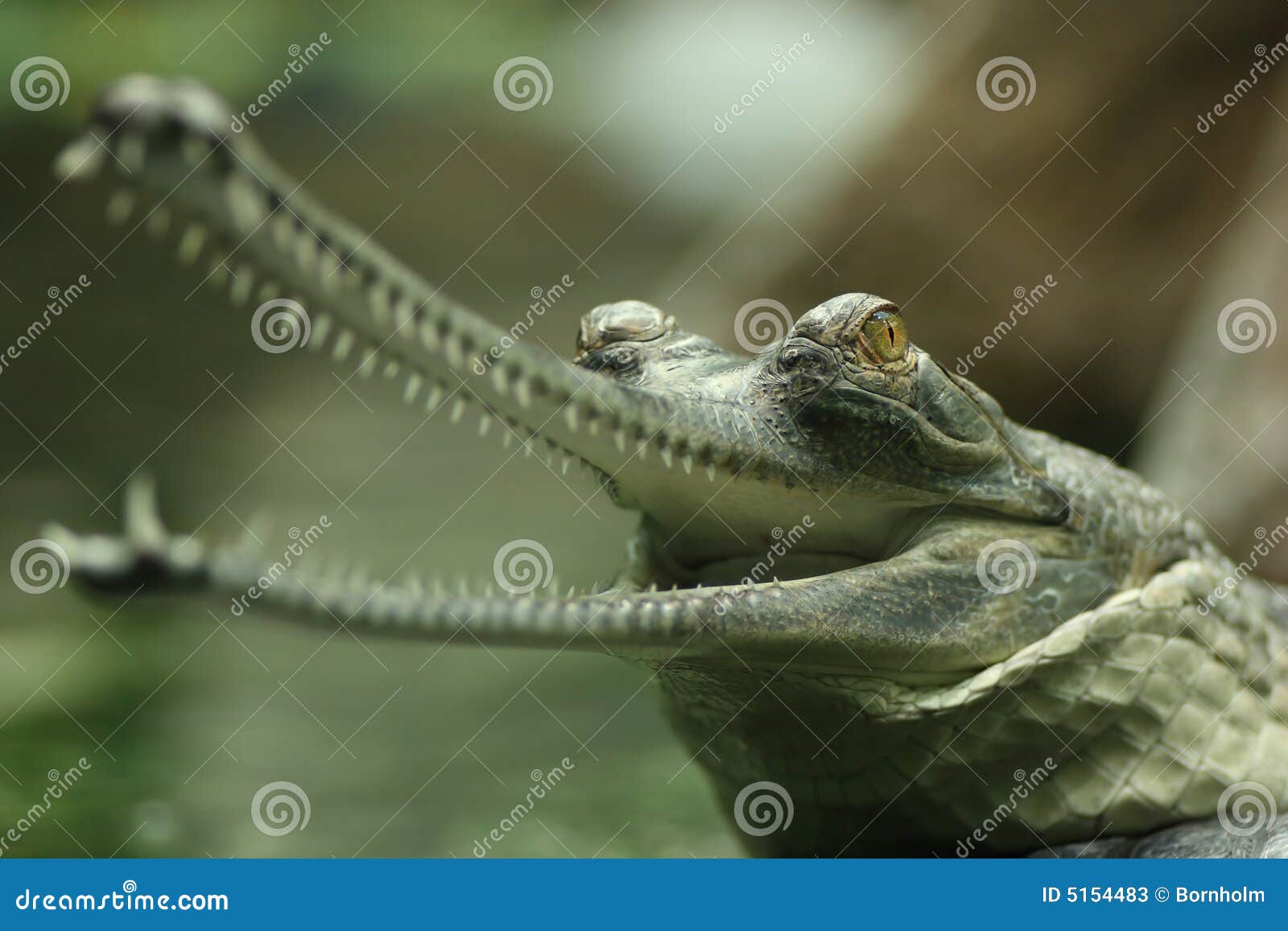 Gavial stock image. Image of jaws, gharial, reptile, wildlife - 5154483