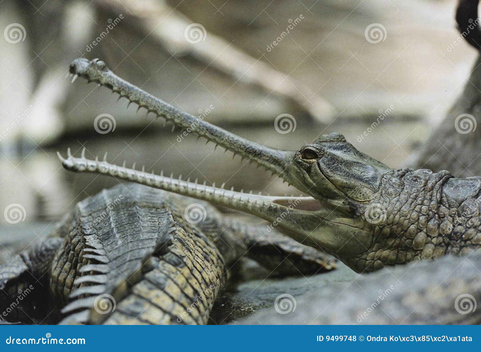 Gavial stock photo. Image of skin, open, reptile, gharial - 9499748