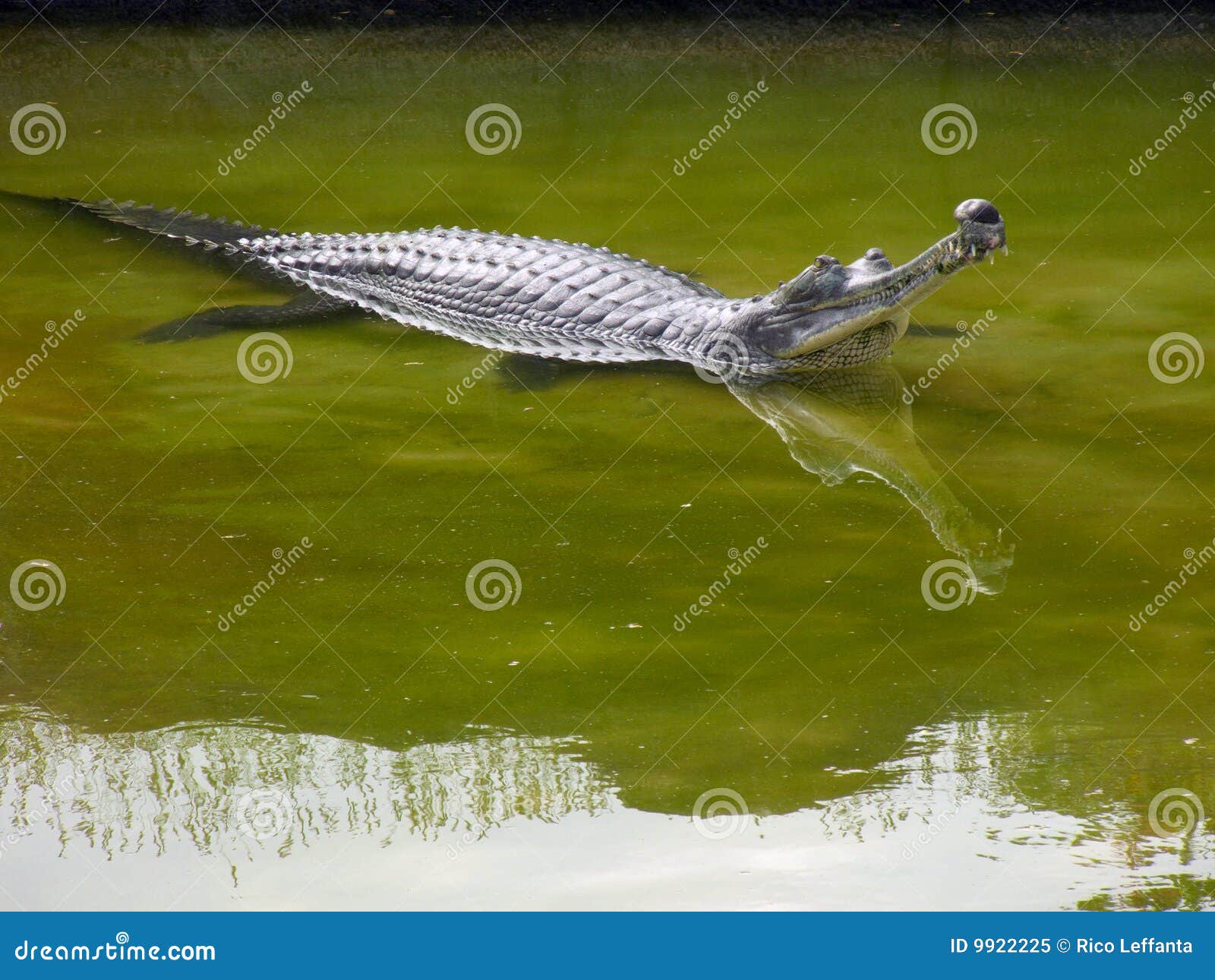 Gavial ghara stock image. Image of nose, ghara, gavialis - 9922225