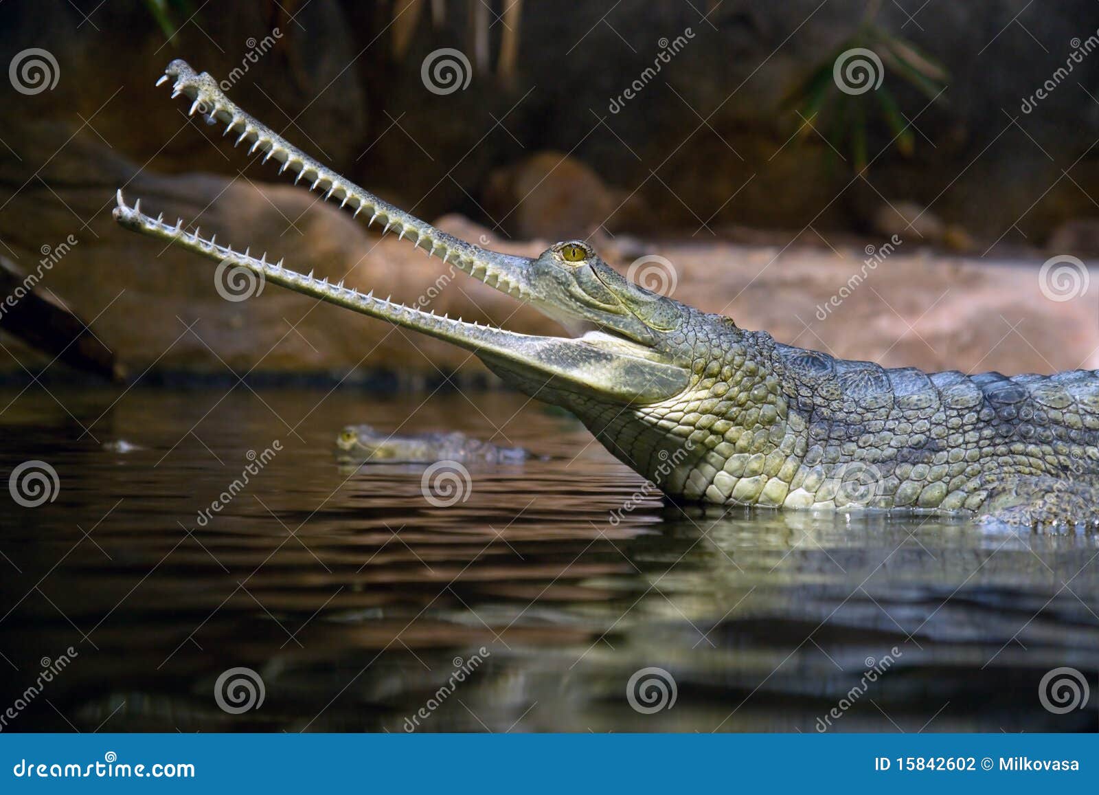 Gavial Indian stock photo. Image of gangeticus, nature - 15842602