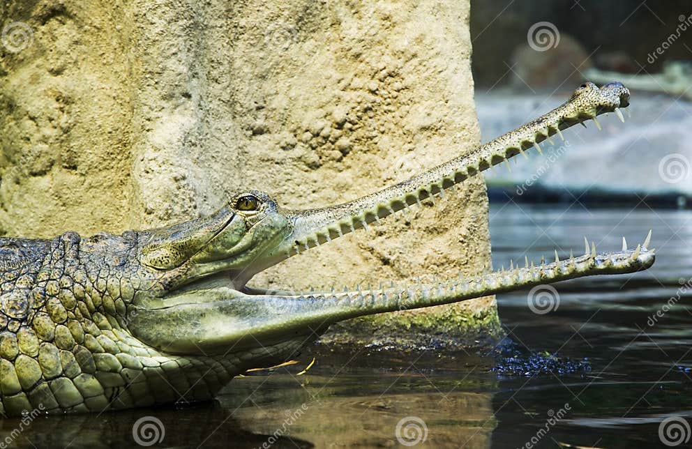 Gavial stock photo. Image of gavialis, dangerous, alligator - 44988336