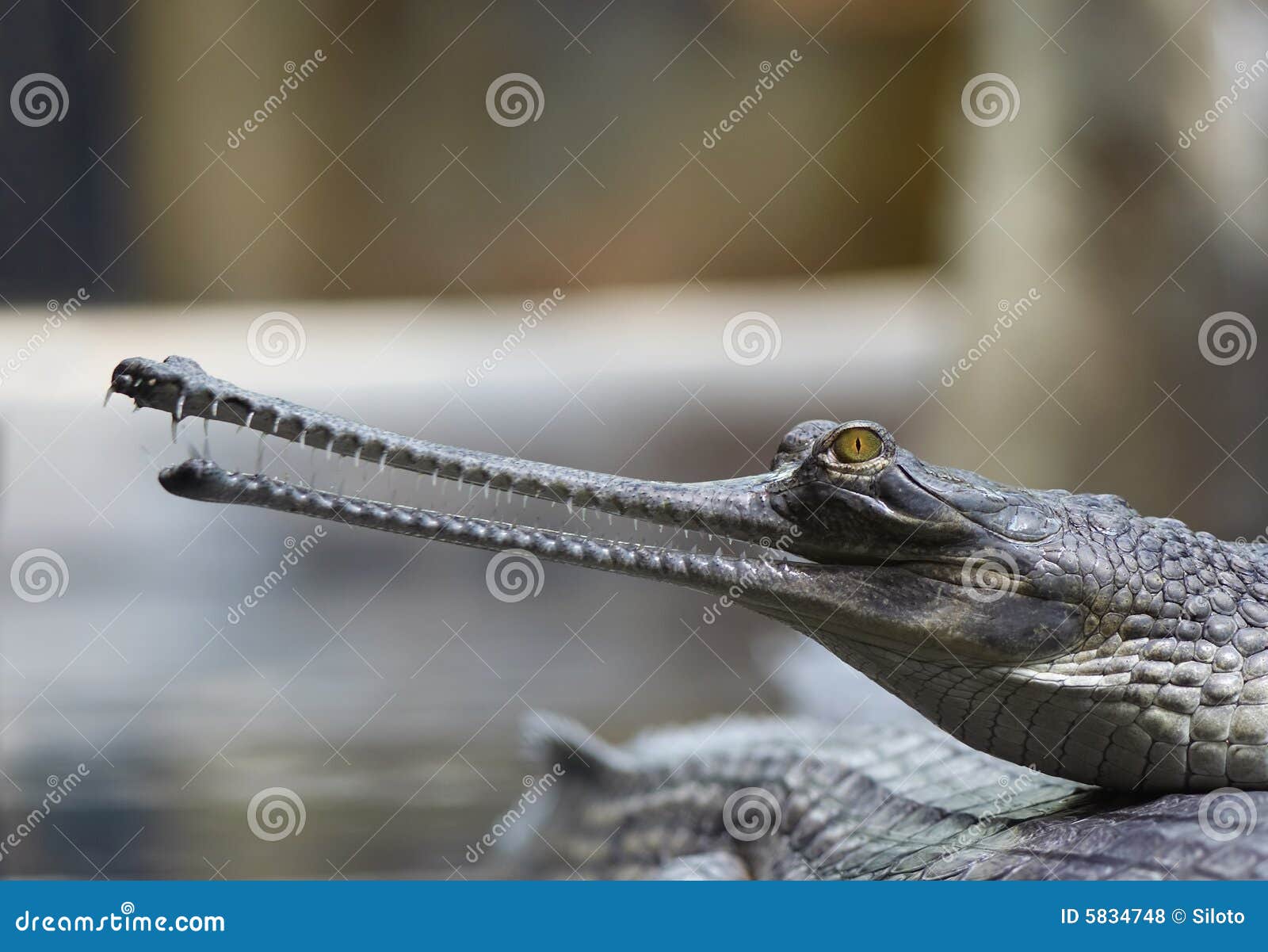 Gavial indiano fotografia stock. Immagine di particolare - 5834748
