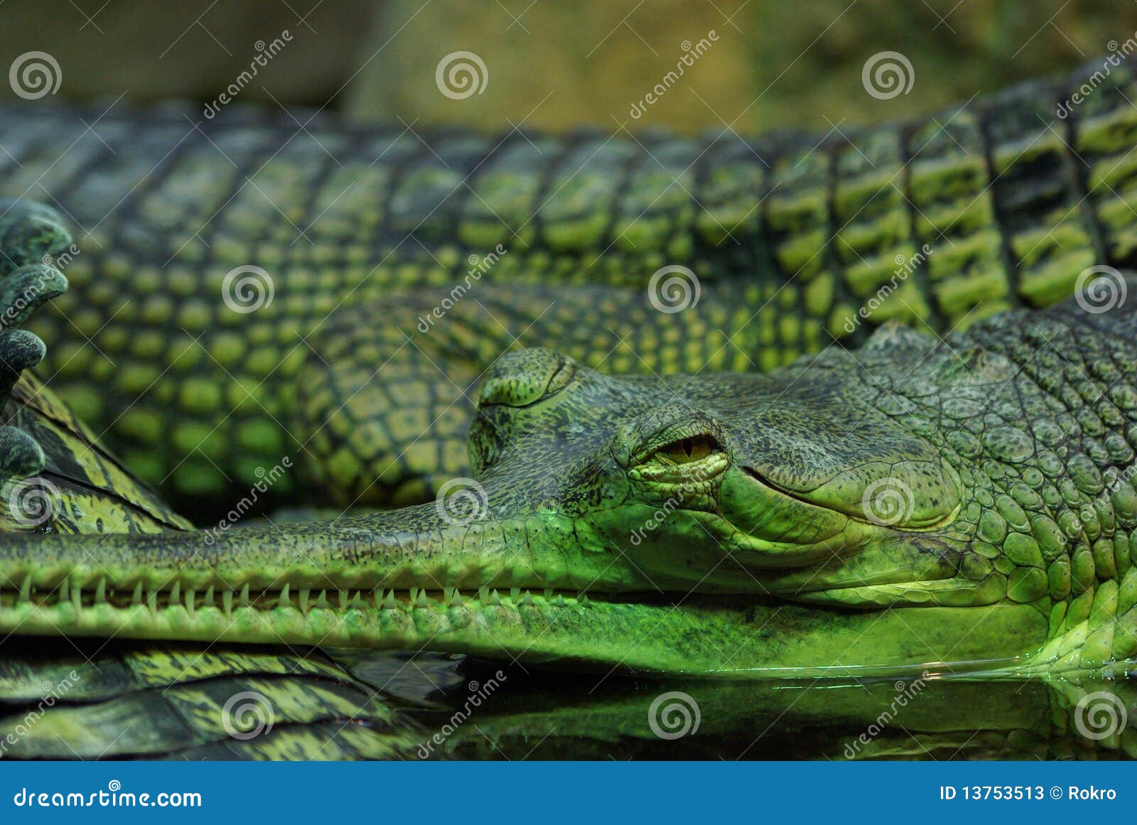 Gavial indio imagen de archivo. Imagen de verde, cocodrilo - 13753513