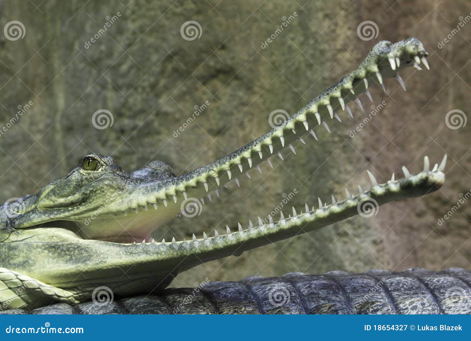 Gavial indio imagen de archivo. Imagen de fauna, cocodrilo - 18654327