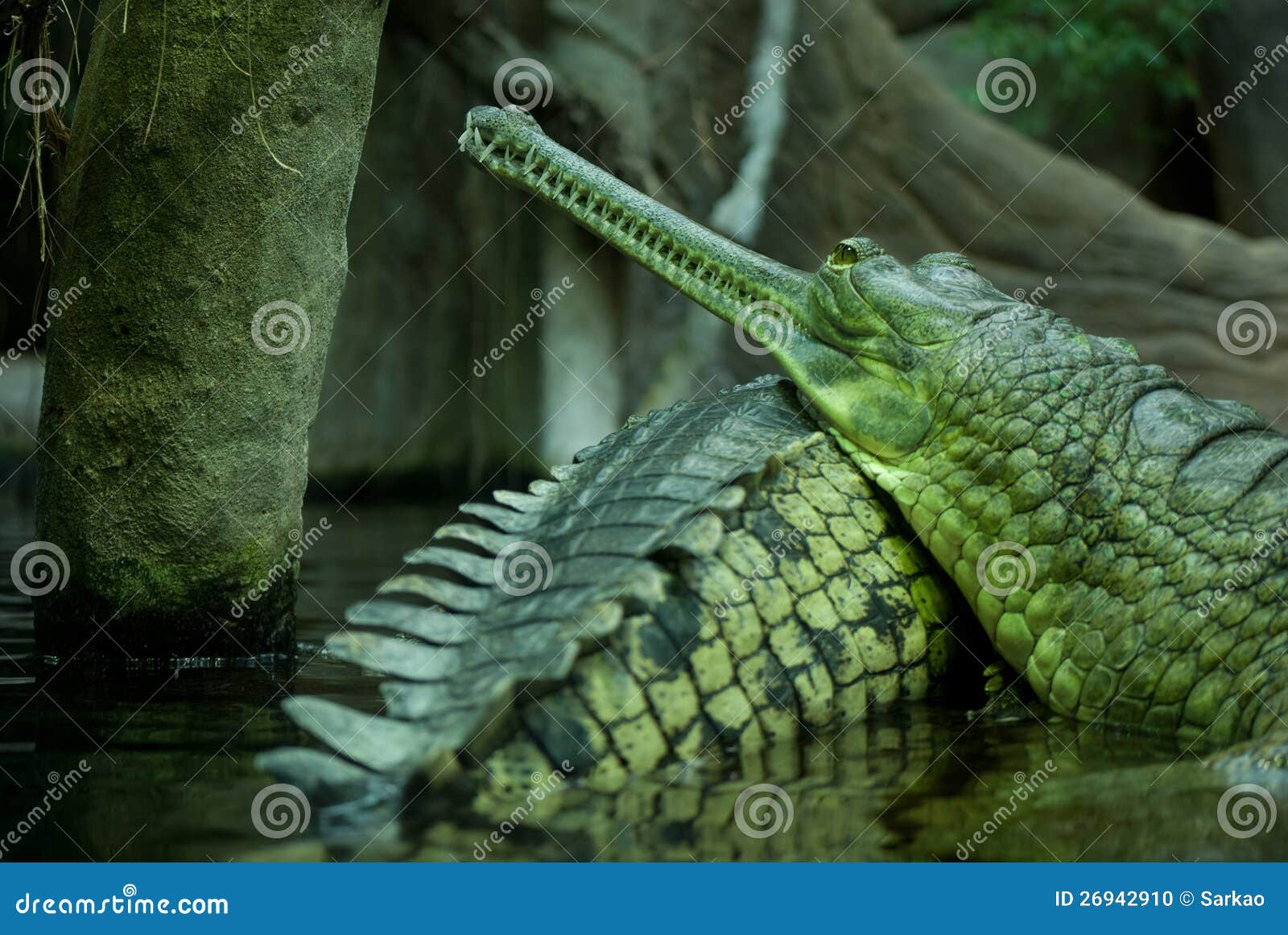 Gavial indio foto de archivo. Imagen de escalas, cocodrilo - 26942910