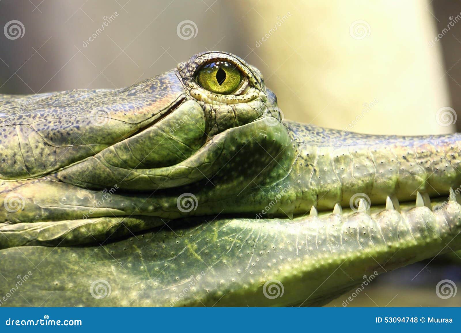 Gavial stock photo. Image of asia, gavial, reptile, gangeticus - 53094748