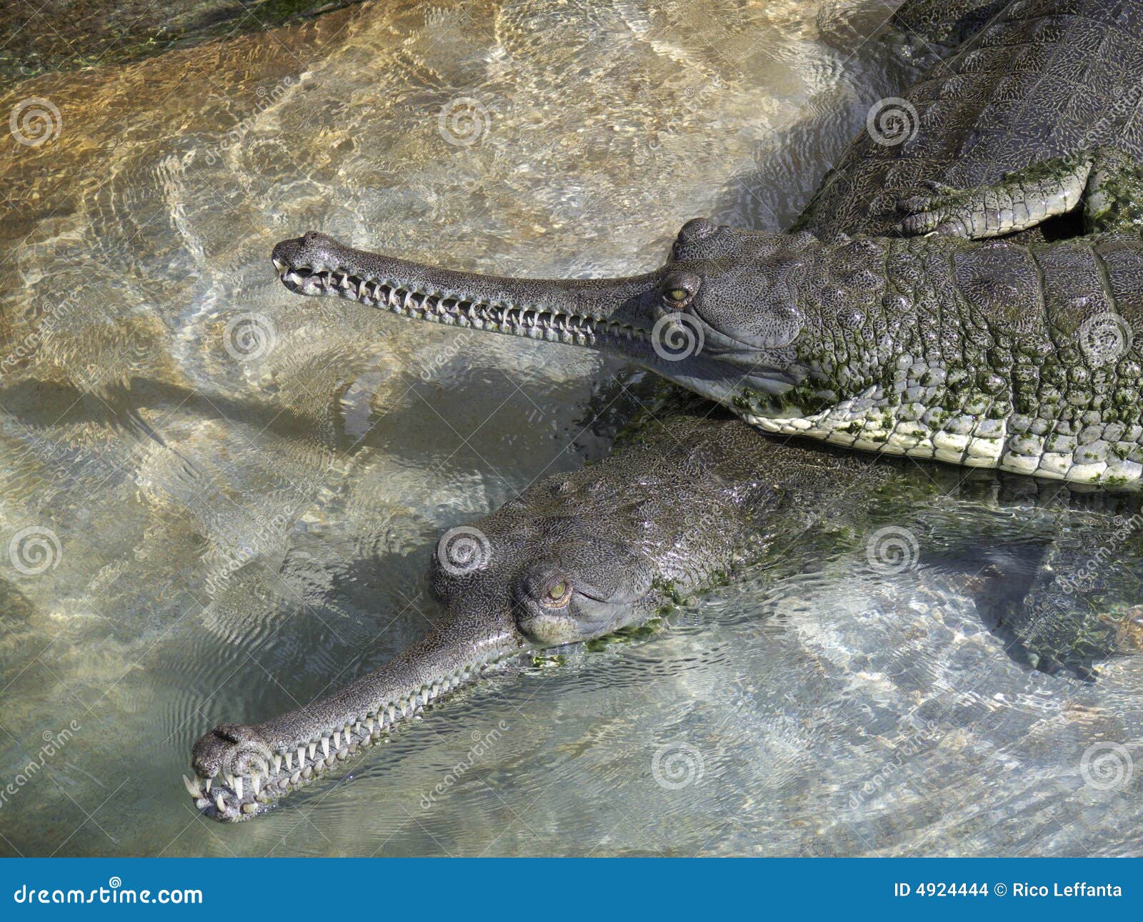 Gavialis gangeticus stock photo. Image of nose, narrow - 4924444