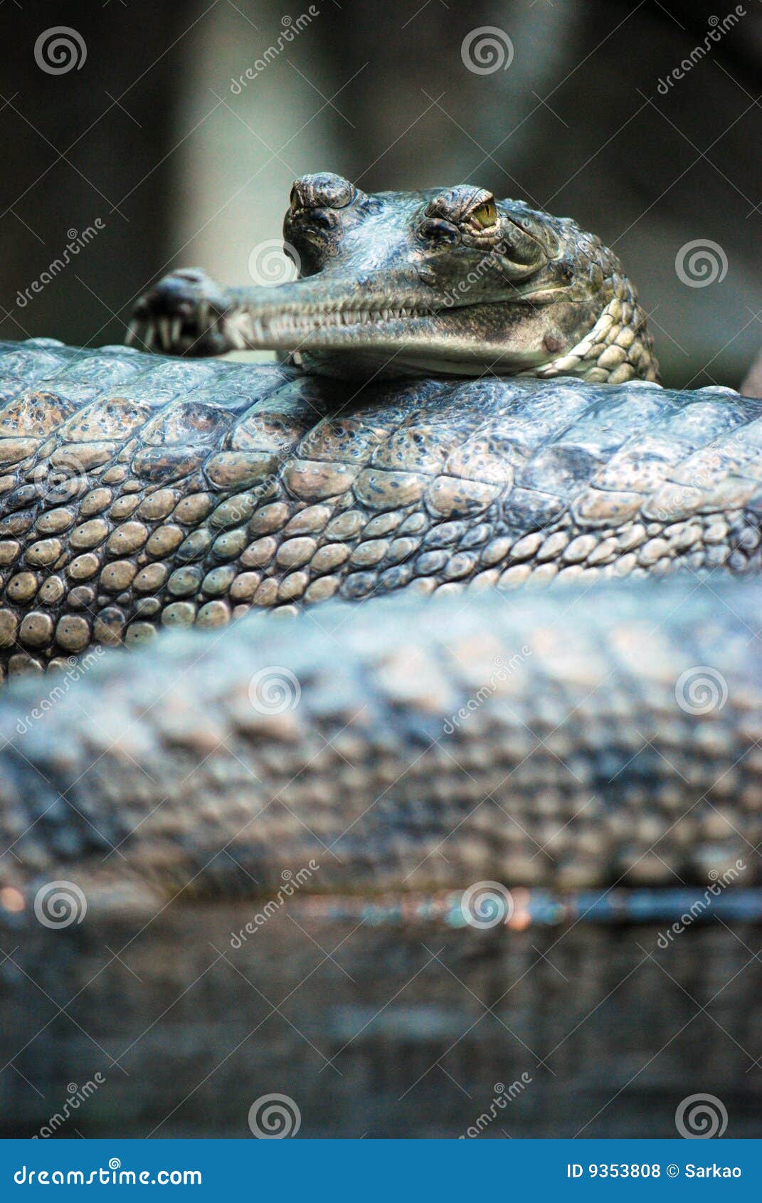 Gavials indianos foto de stock. Imagem de crocodilo, olho - 9353808