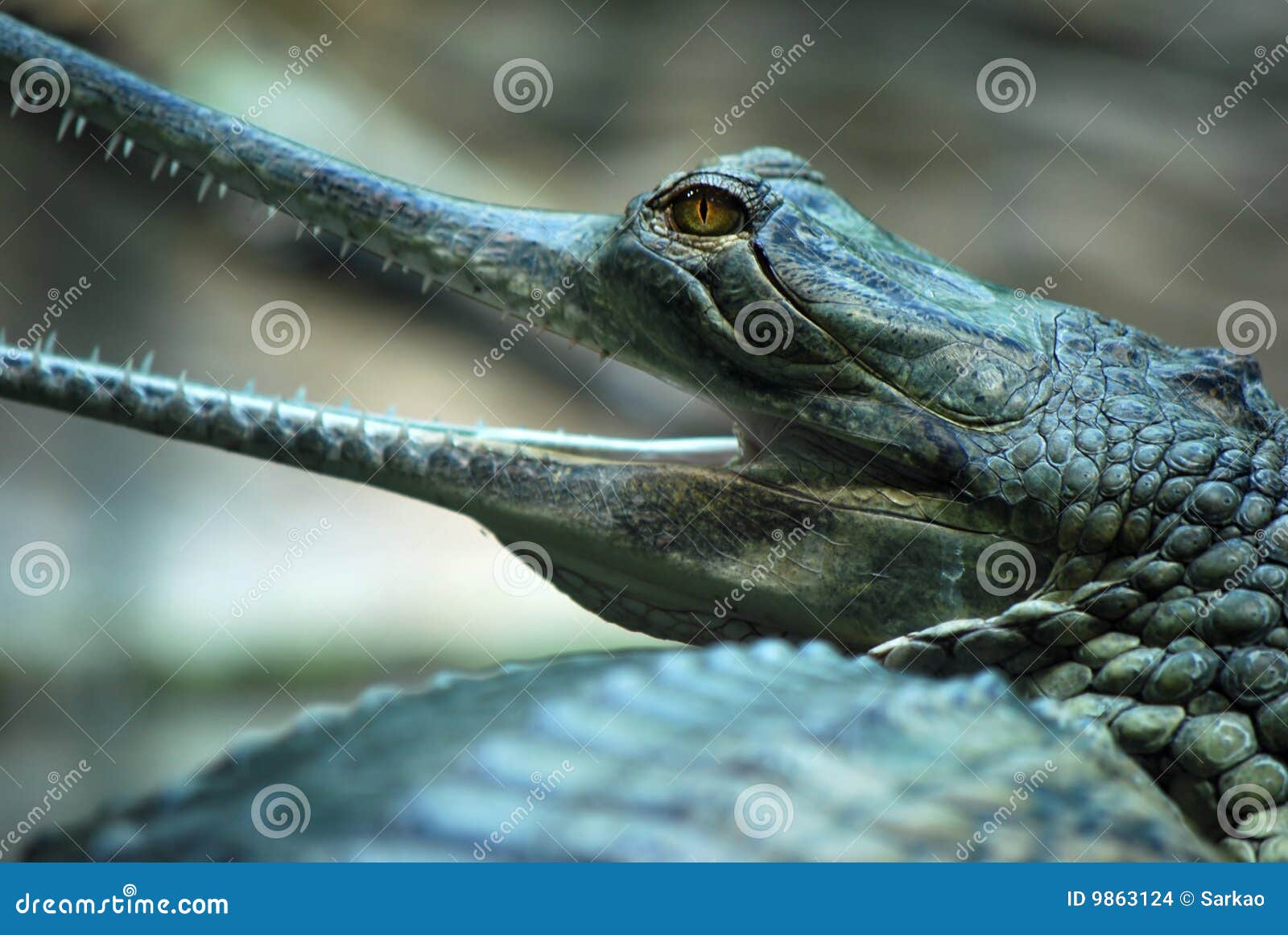 Gavials indios foto de archivo. Imagen de escamoso, peligro - 9863124