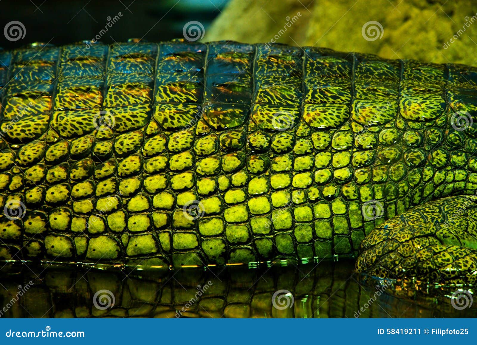 Gavials stock image. Image of indian, detail, gharial - 58419211