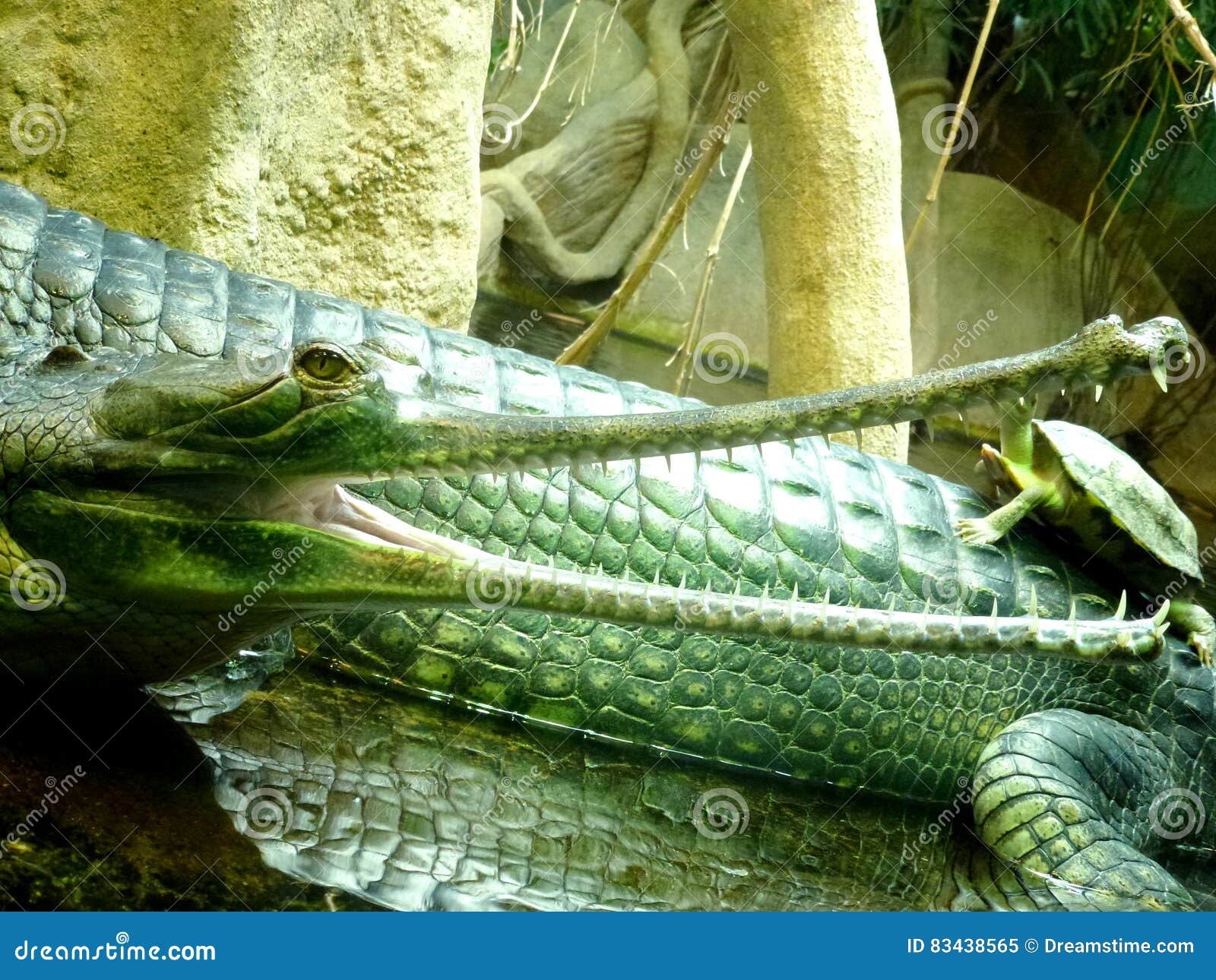 Gavials mouth stock image. Image of scary, mouth, dangerous - 83438565